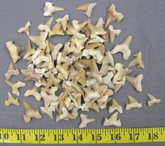 Bulk Authentic Shark Teeth Small (100) | The Dinosaur Store