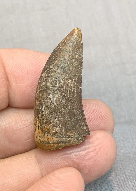 Authentic Eocarcharia Dinosaur Tooth #1 | The Dinosaur Store