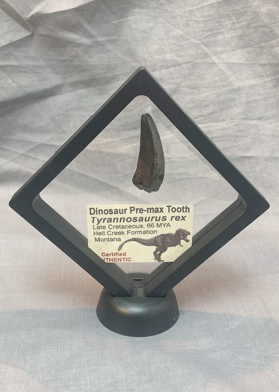 T. rex Dinosaur Pre-max Tooth Fossil | The Dinosaur Store