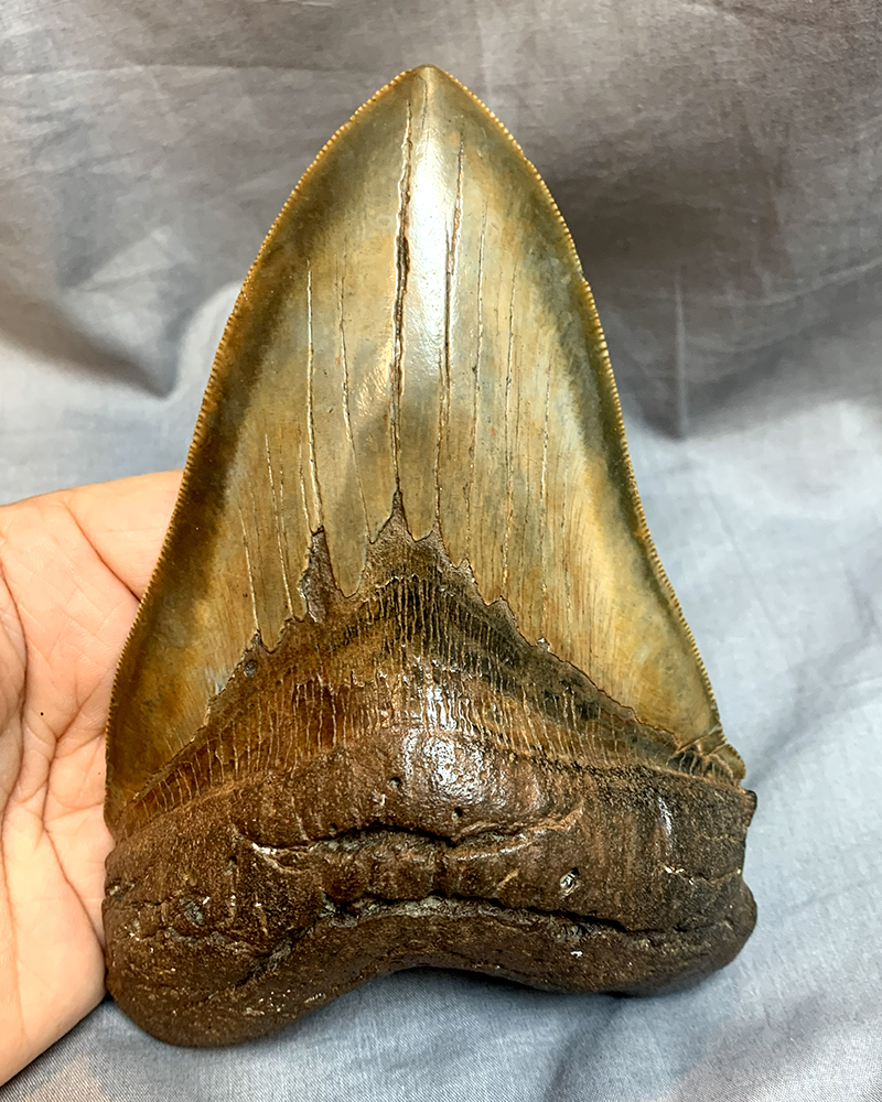 MEGALODON FOSSIL SHARK TOOTH #259 | The Dinosaur Store